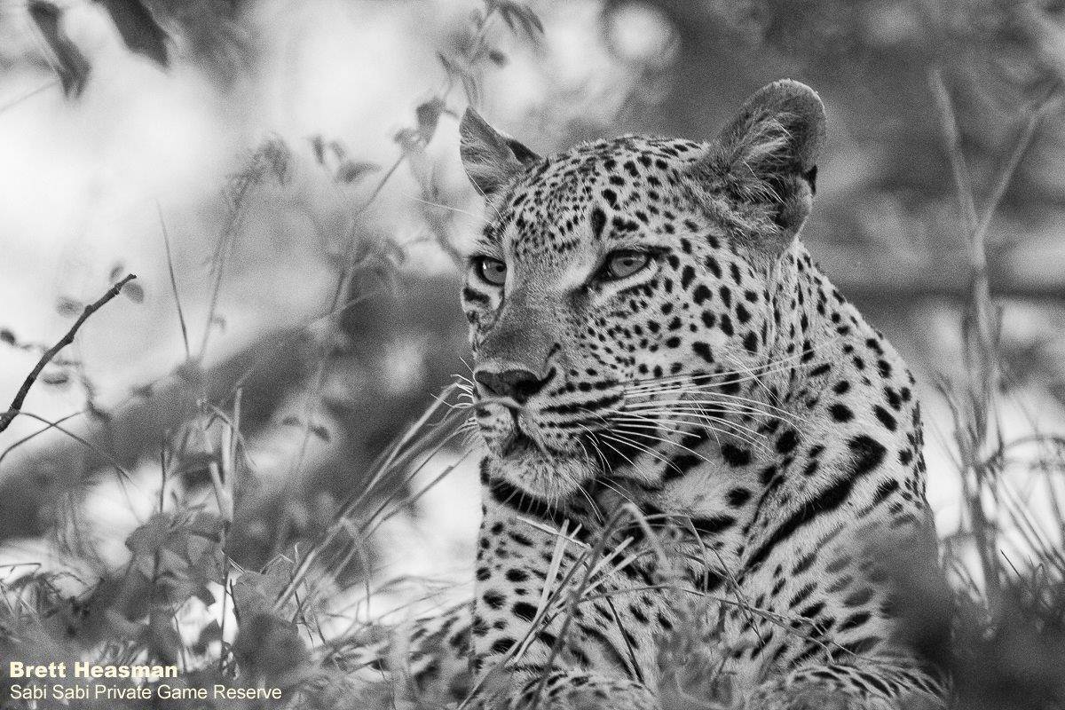 A Week in the Bush Vol. 312 | Sabi Sabi