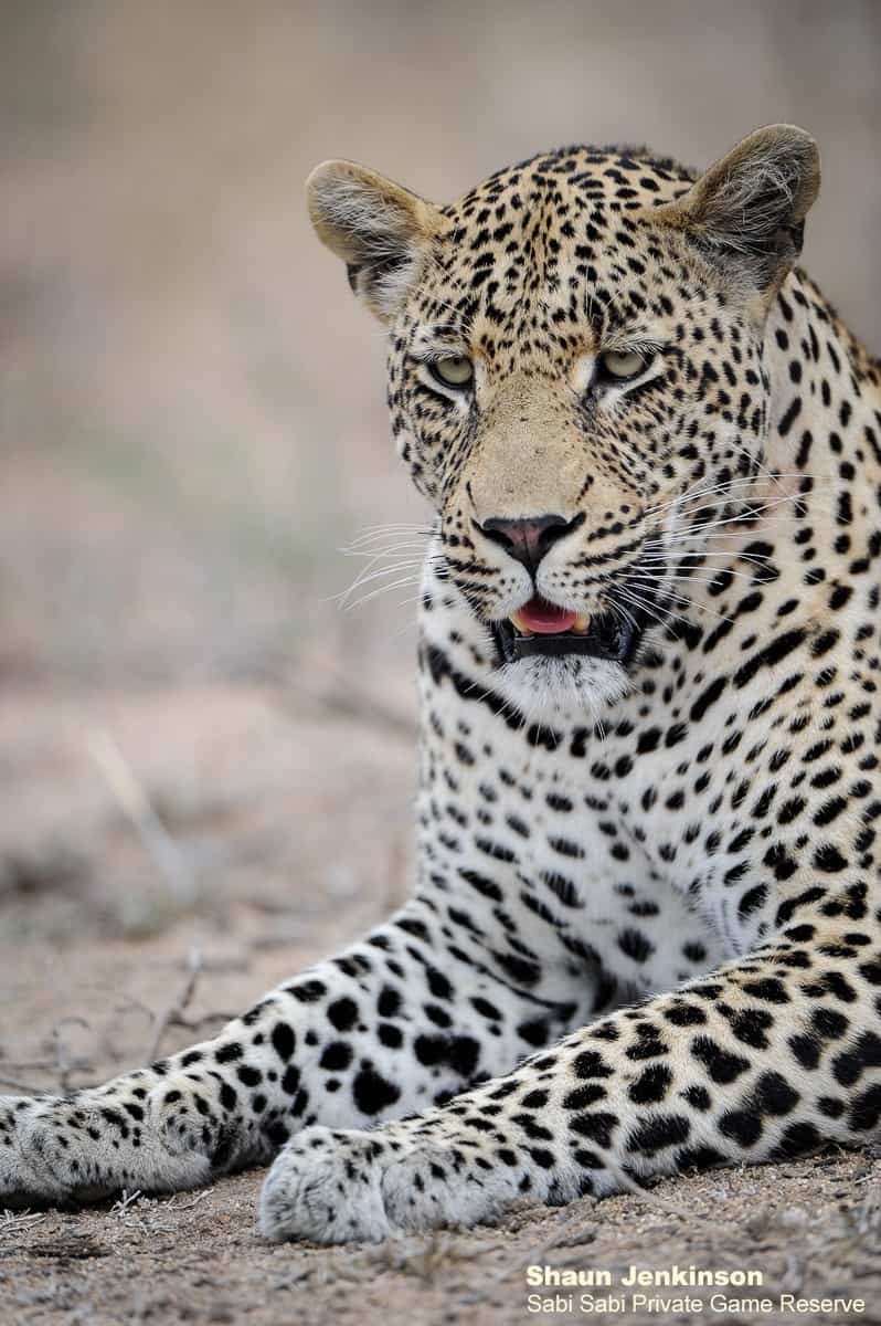 Memories over the years | Sabi Sabi