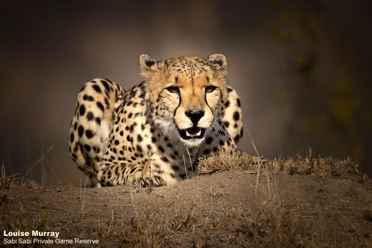 A Week in the Bush Vol. 324 | Sabi Sabi