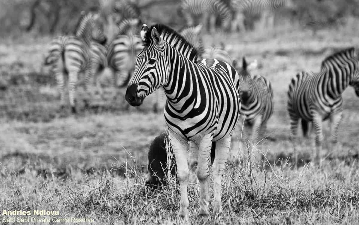 Razzle Dazzle | Sabi Sabi