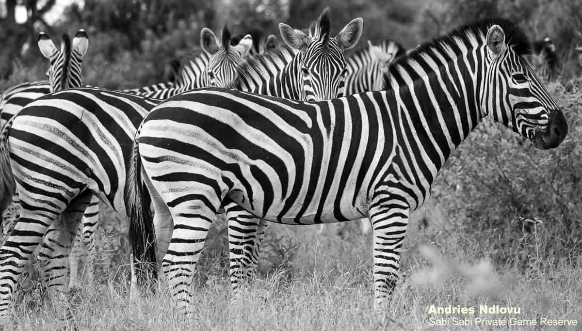 Razzle Dazzle | Sabi Sabi