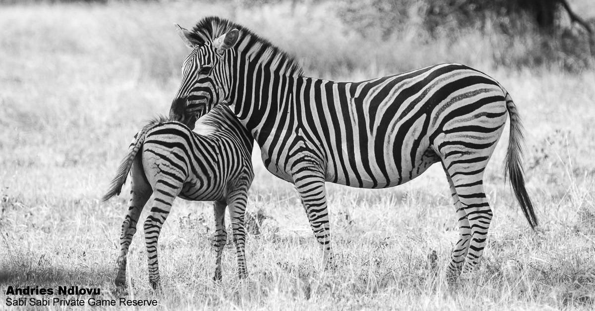 Razzle Dazzle | Sabi Sabi