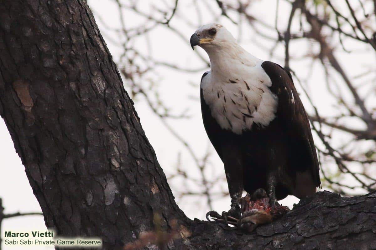 A Week in the Bush Vol. 333 | Sabi Sabi