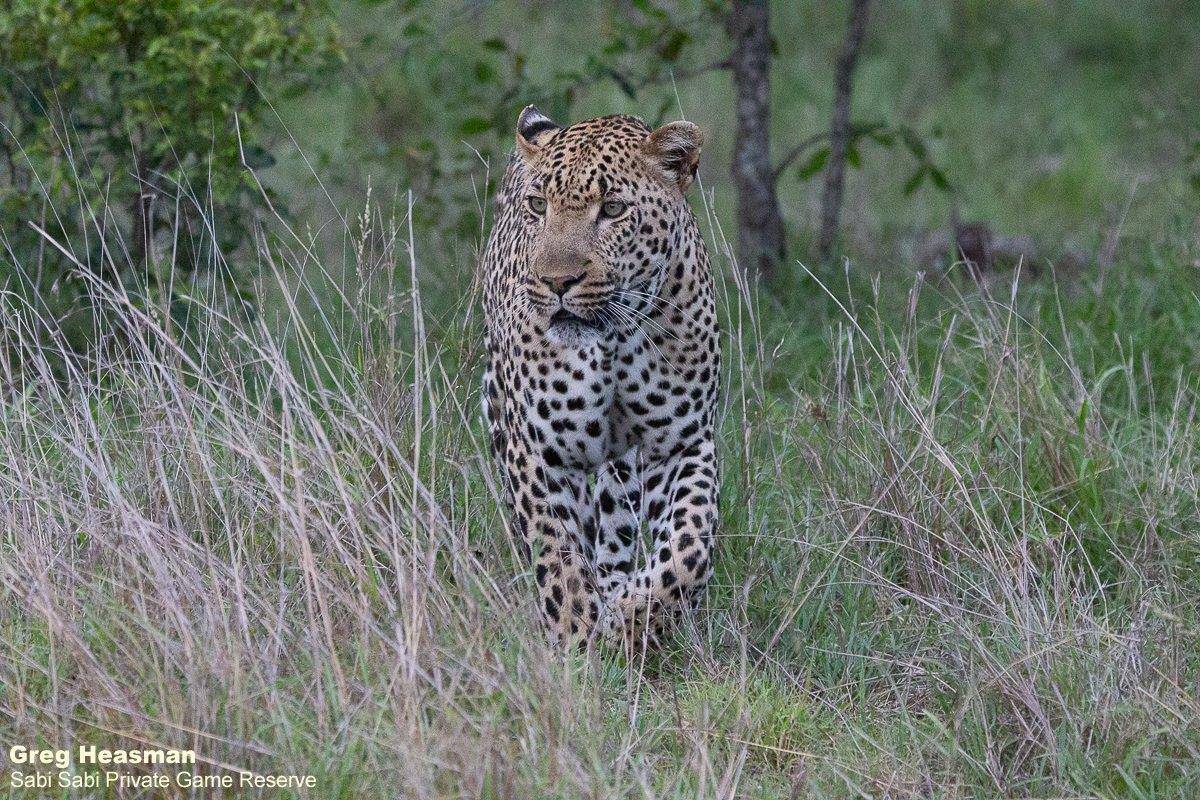 A Week in the Bush Vol. 341 | Sabi Sabi