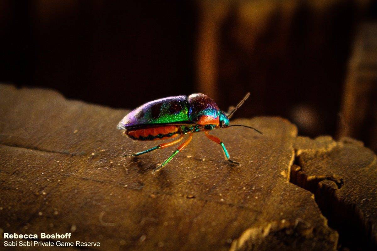 A Week in the Bush Vol. 339 | Sabi Sabi