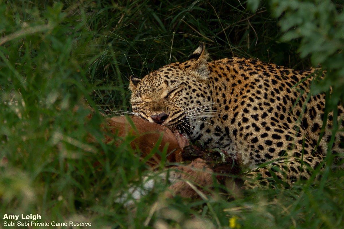 A Week in the Bush Vol. 355 | Sabi Sabi