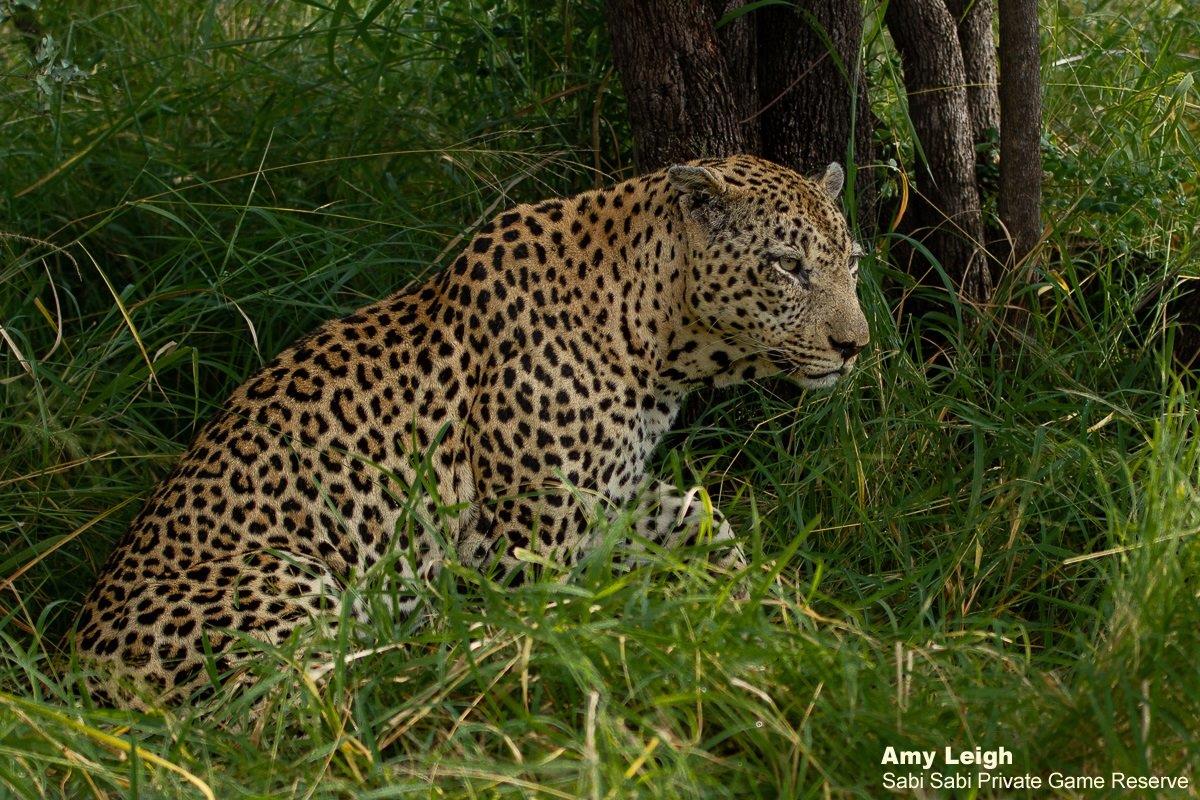 A Week in the Bush Vol. 355 | Sabi Sabi