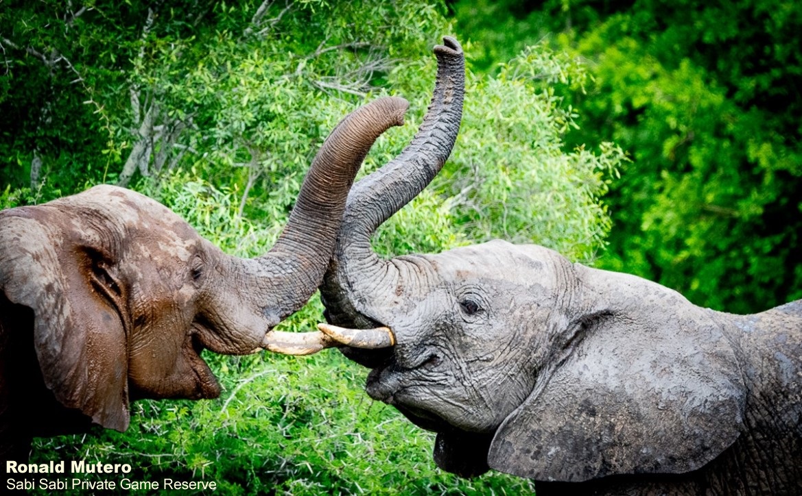 Elephant communication | Sabi Sabi