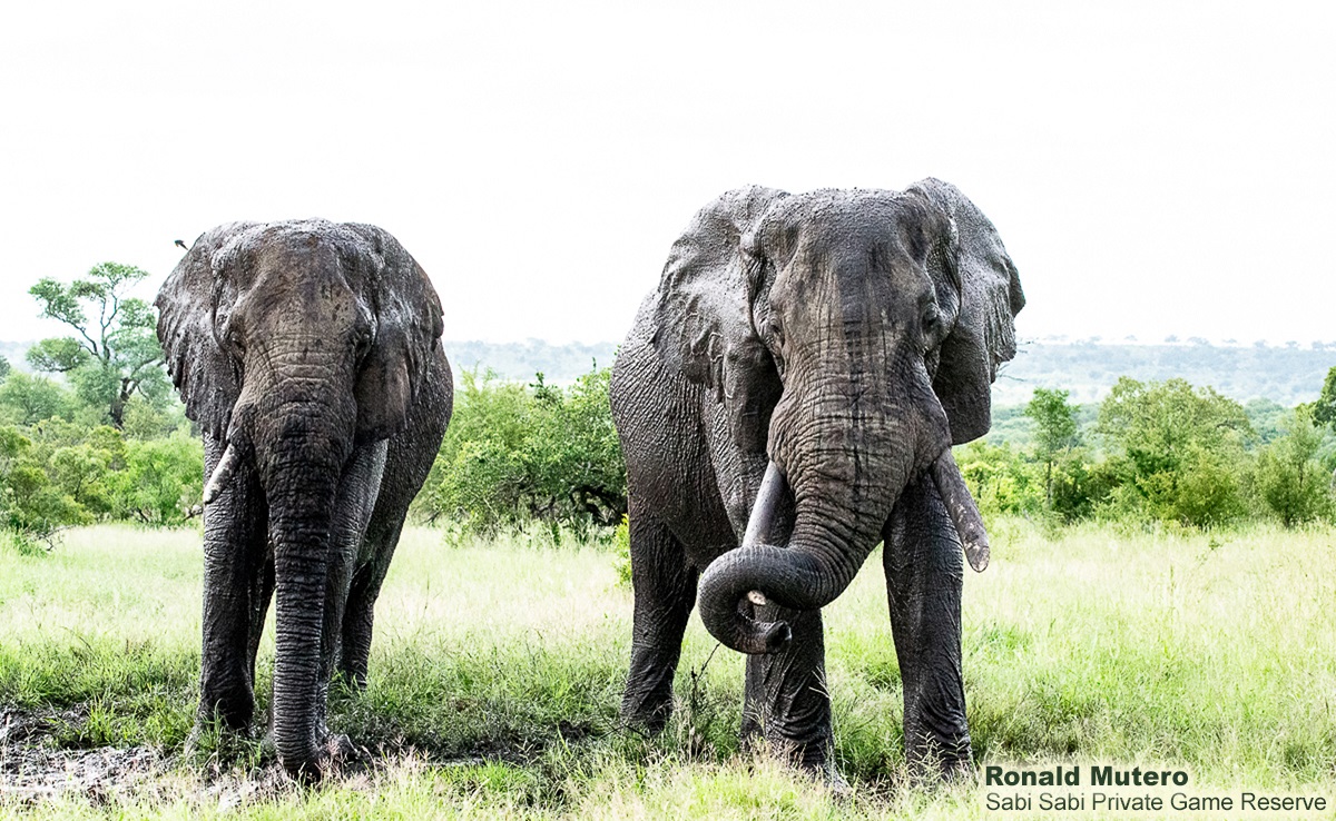 Elephant communication | Sabi Sabi