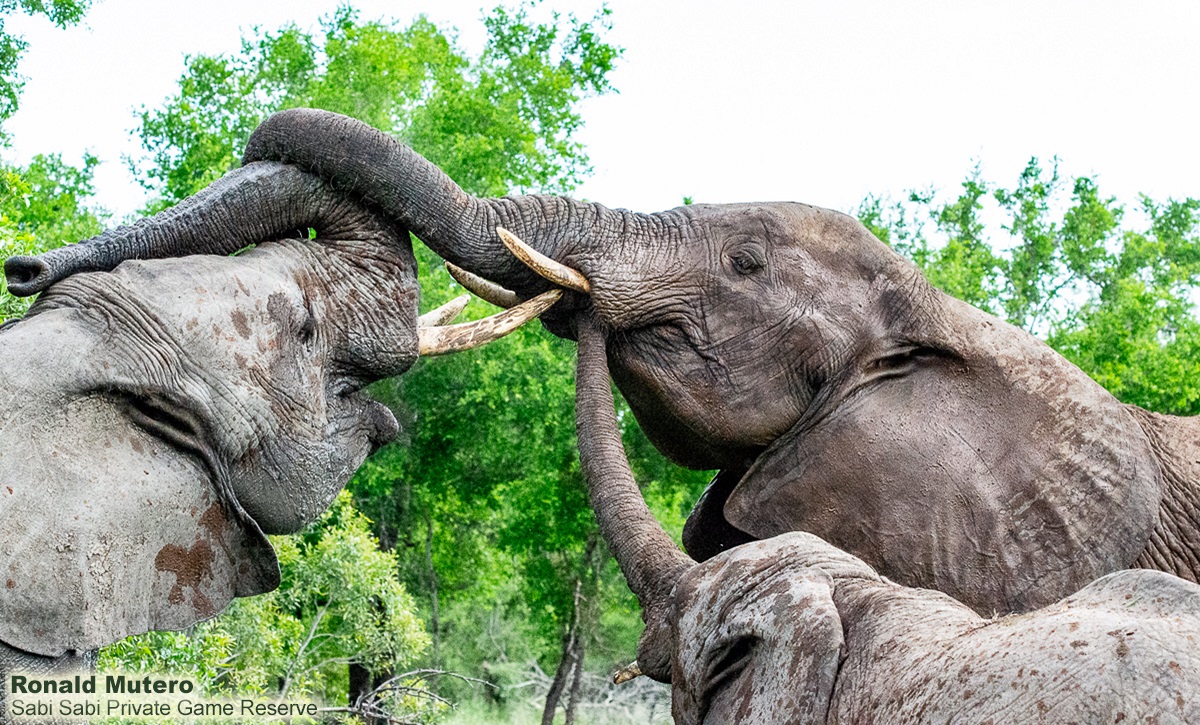Elephant communication | Sabi Sabi