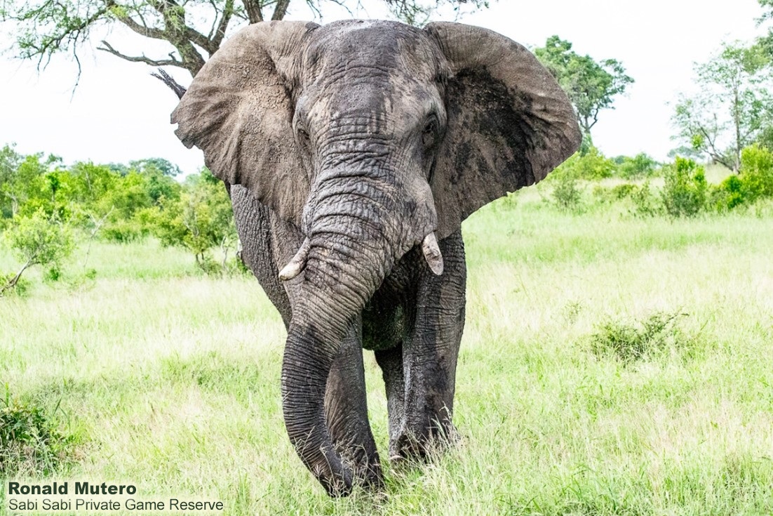 Elephant communication | Sabi Sabi