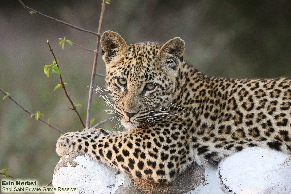 A Week in the Bush Vol. 363 | Sabi Sabi