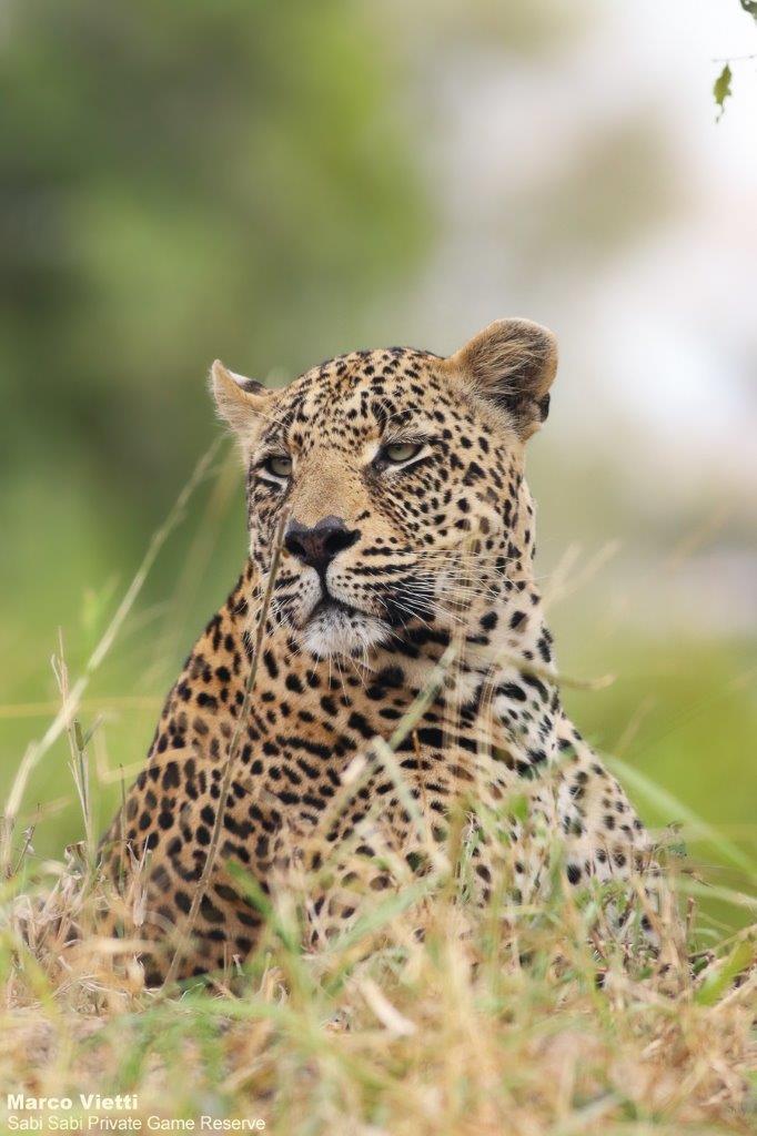 A Week in the Bush Vol. 361 | Sabi Sabi