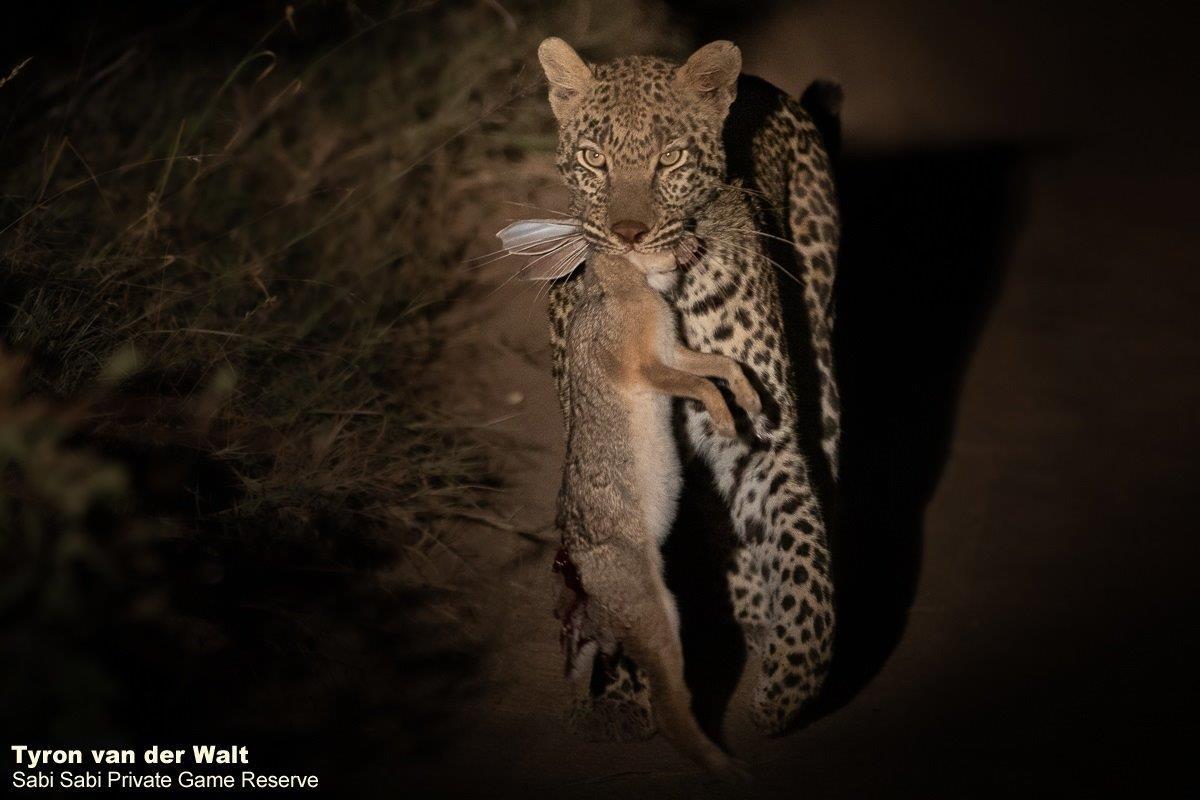 A Week in the Bush Vol. 361 | Sabi Sabi