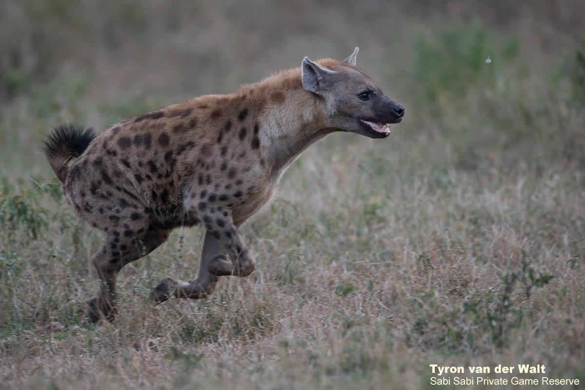 A Week in the Bush Vol. 361 | Sabi Sabi