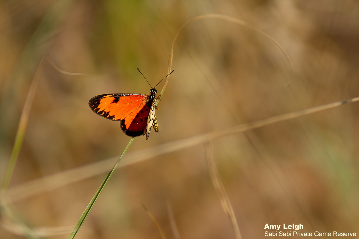 A Splash of Colour | Sabi Sabi