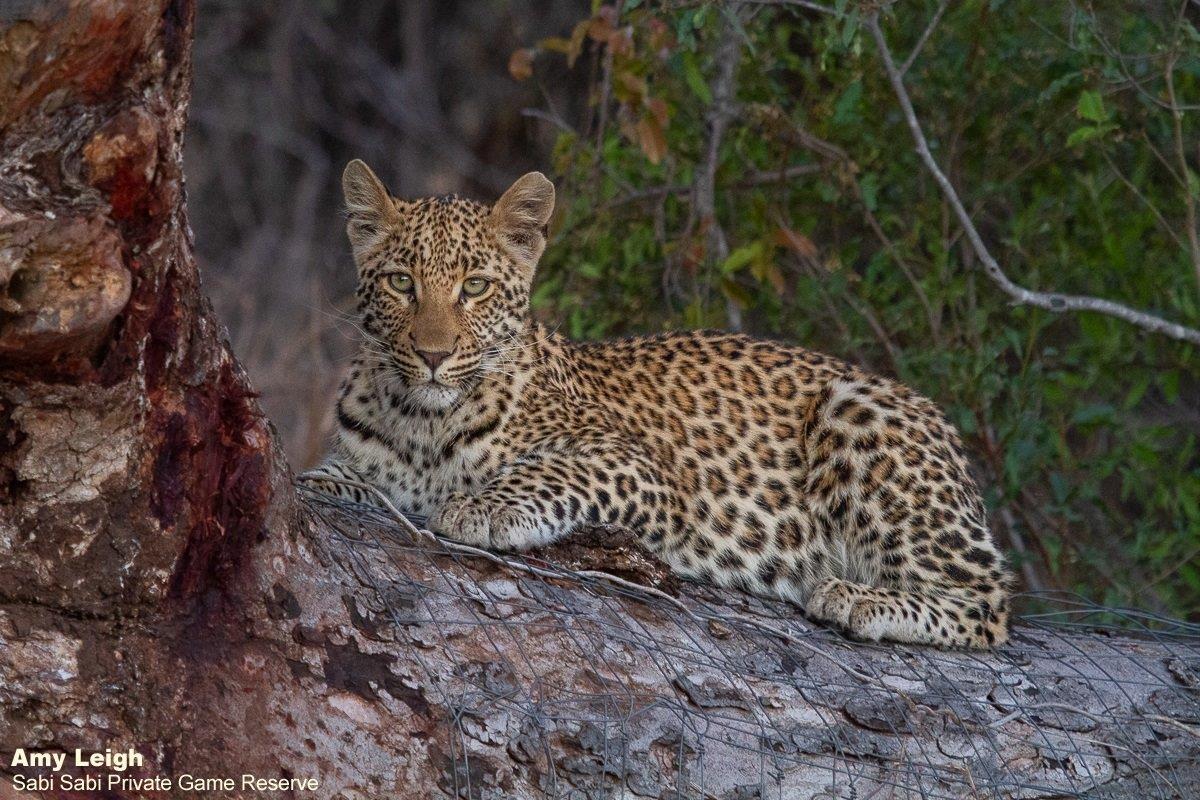 A Week in the Bush Vol. 381 | Sabi Sabi