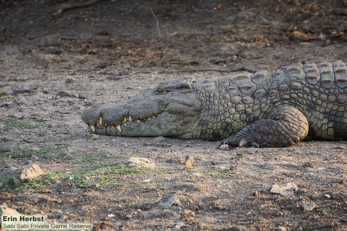 A Week in the Bush Vol. 383 | Sabi Sabi