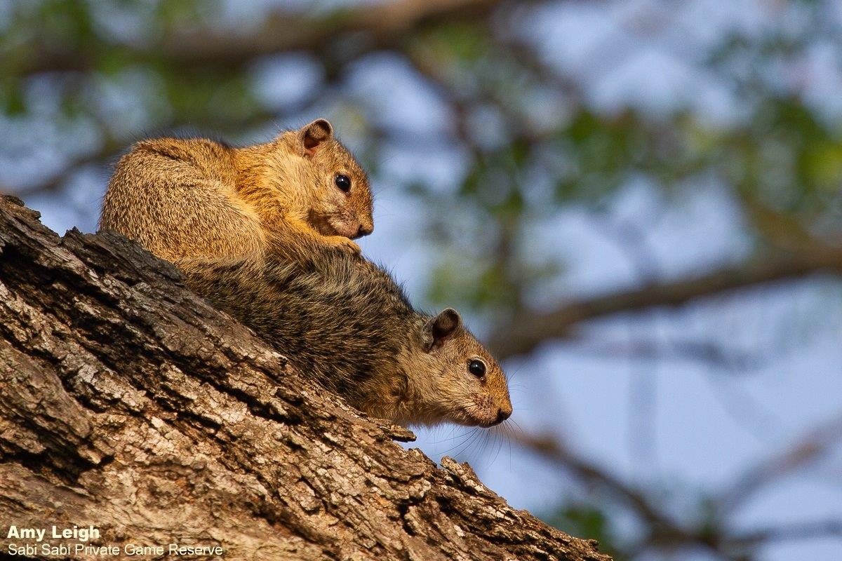 A Week In The Bush Vol. 390 | Sabi Sabi