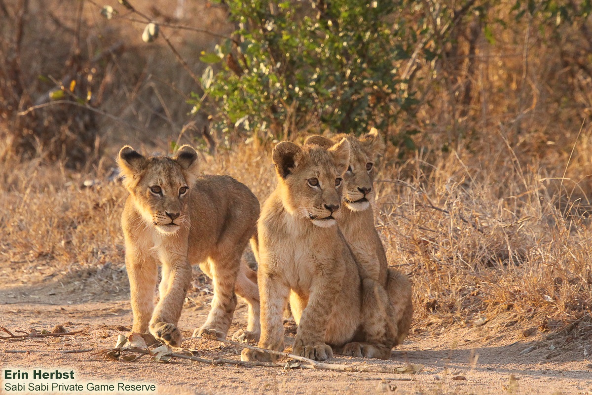 The Lost Lion Cub | Sabi Sabi