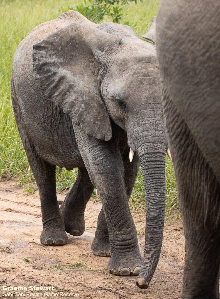 A Week in the Bush Vol. 406 | Sabi Sabi