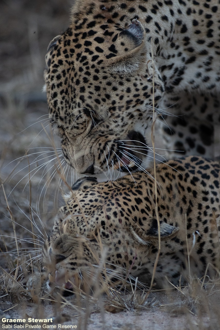 The Discovery of a Lifetime | Sabi Sabi