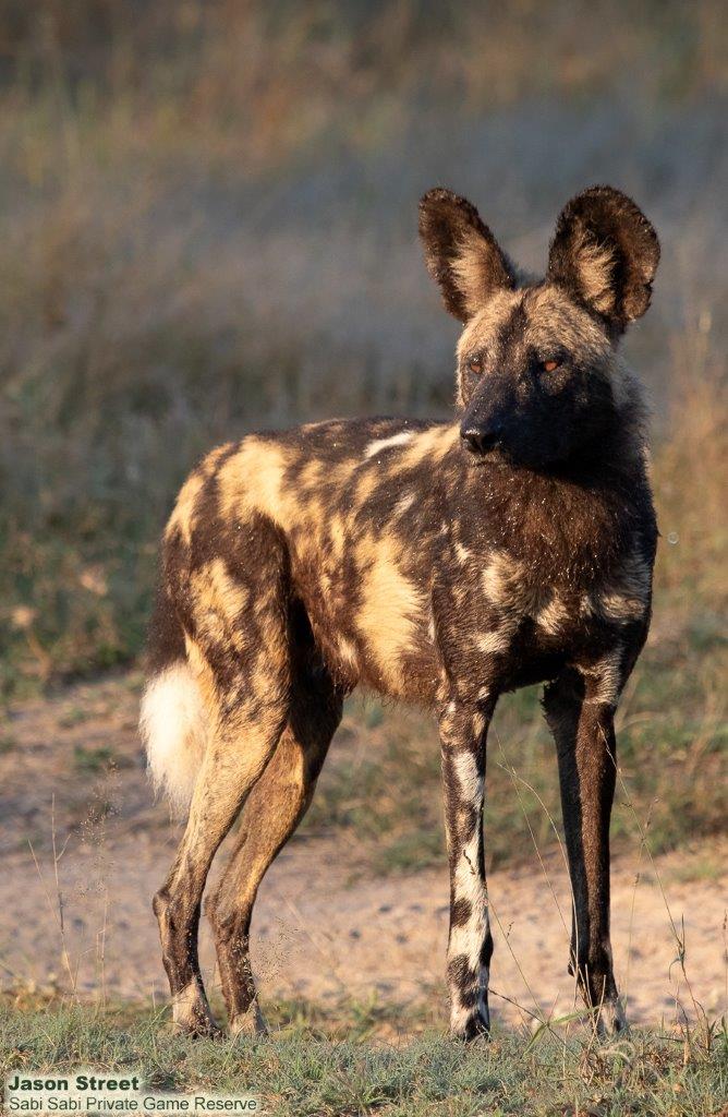 A Week in the Bush Vol. 412 | Sabi Sabi