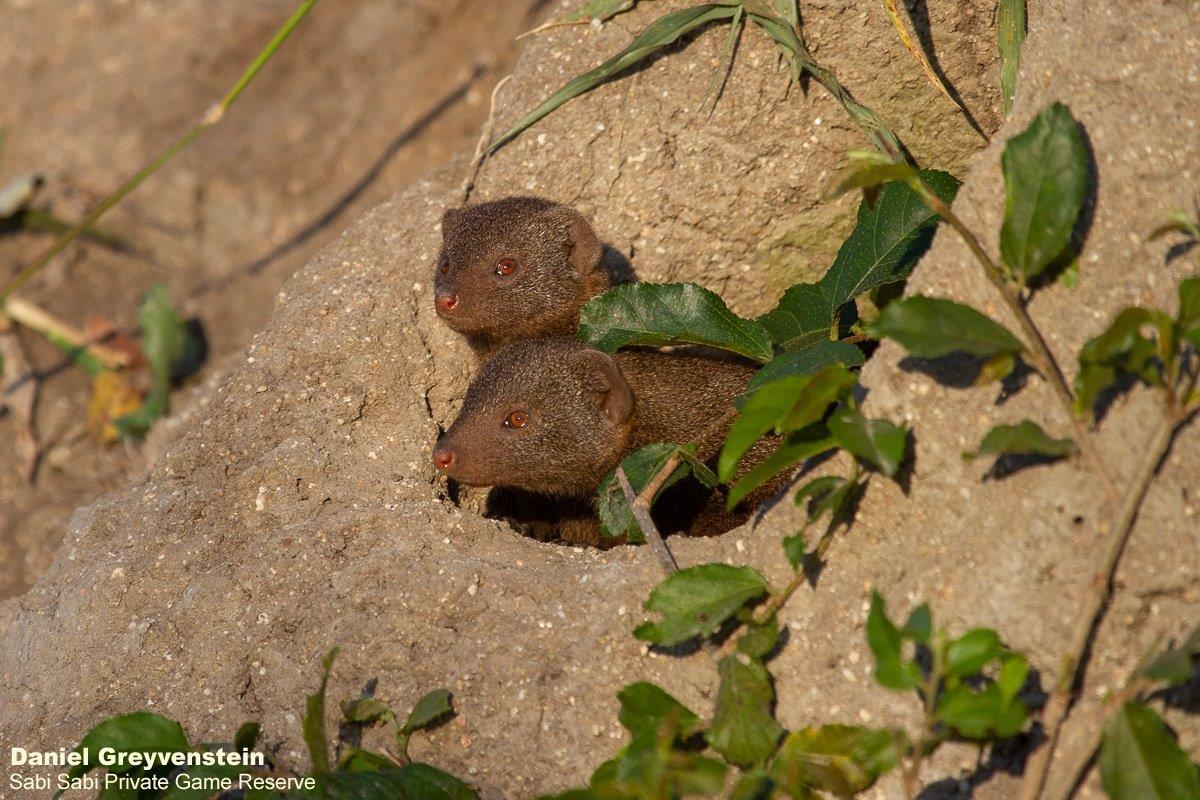A Week in the Bush Vol. 428 | Sabi Sabi