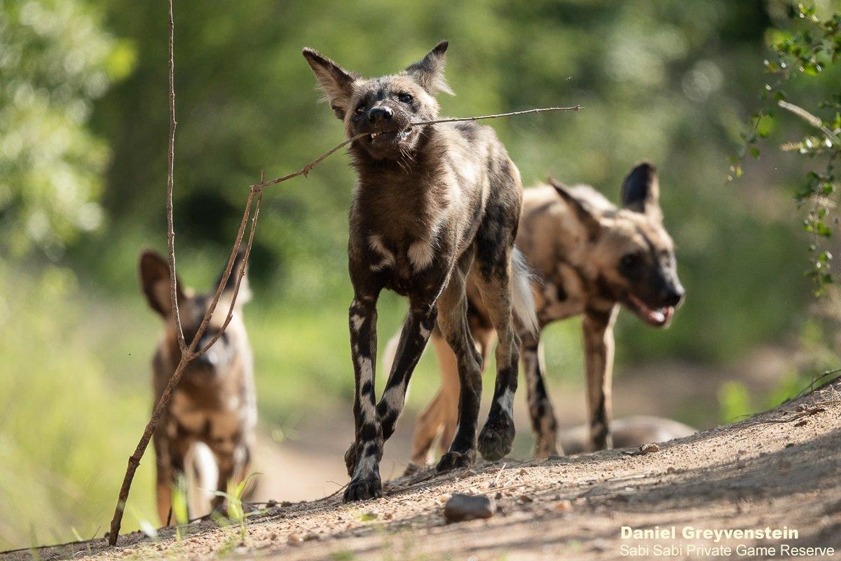 Danny’s Wildlife Photography Tips and Tricks Volume 4 | Sabi Sabi