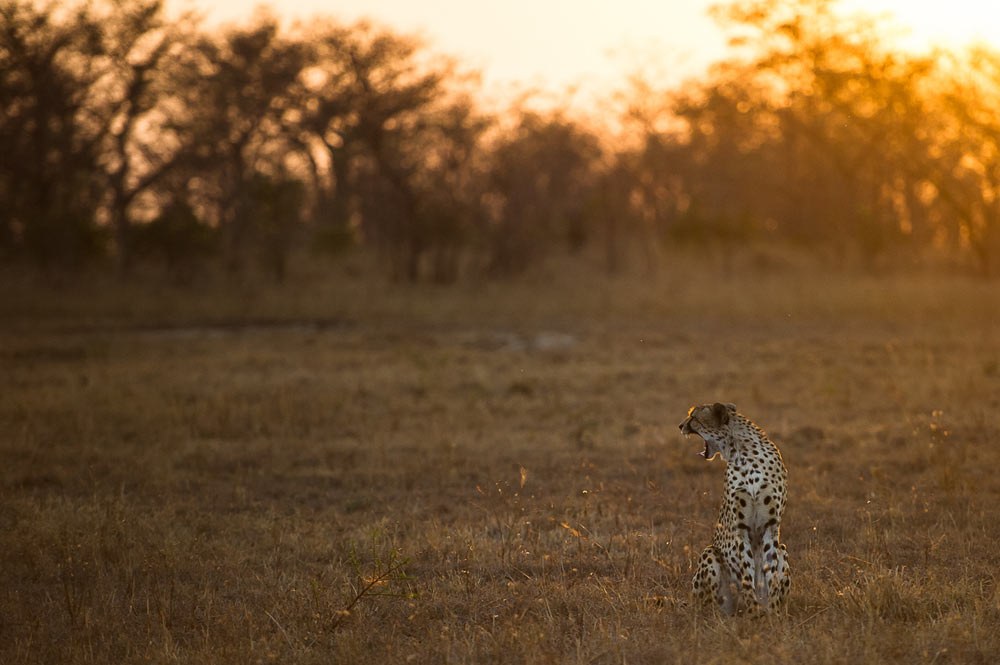 Sabi Sabi Private Game Reserve | Golden light and using flash