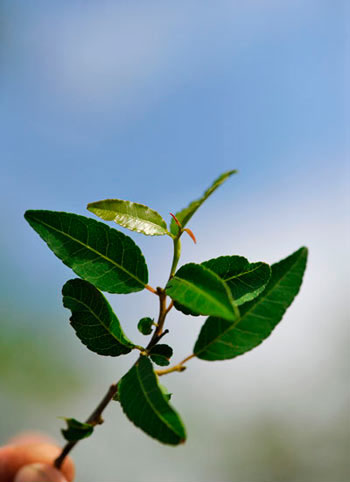 Wild Facts Sabi Sabi Private Game Reserve | Tamboti Tree