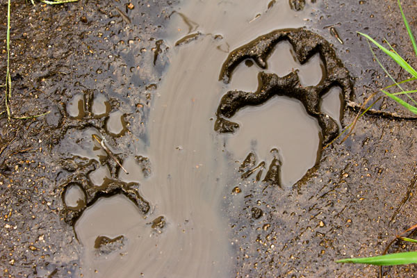 Wild Facts Sabi Sabi Private Game Reserve | CSI Africa (Cat Spoor ...