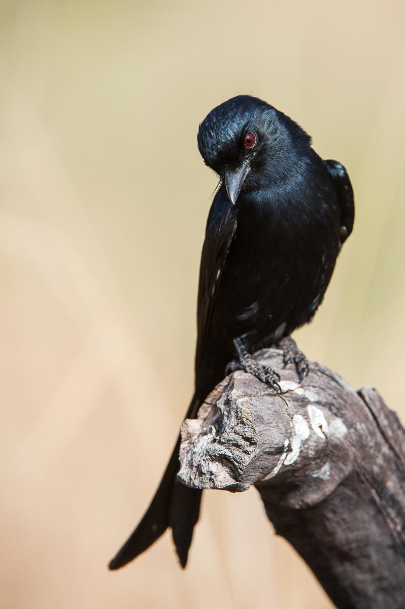 Wild Facts Sabi Sabi Private Game Reserve | Fork-tailed Drongo