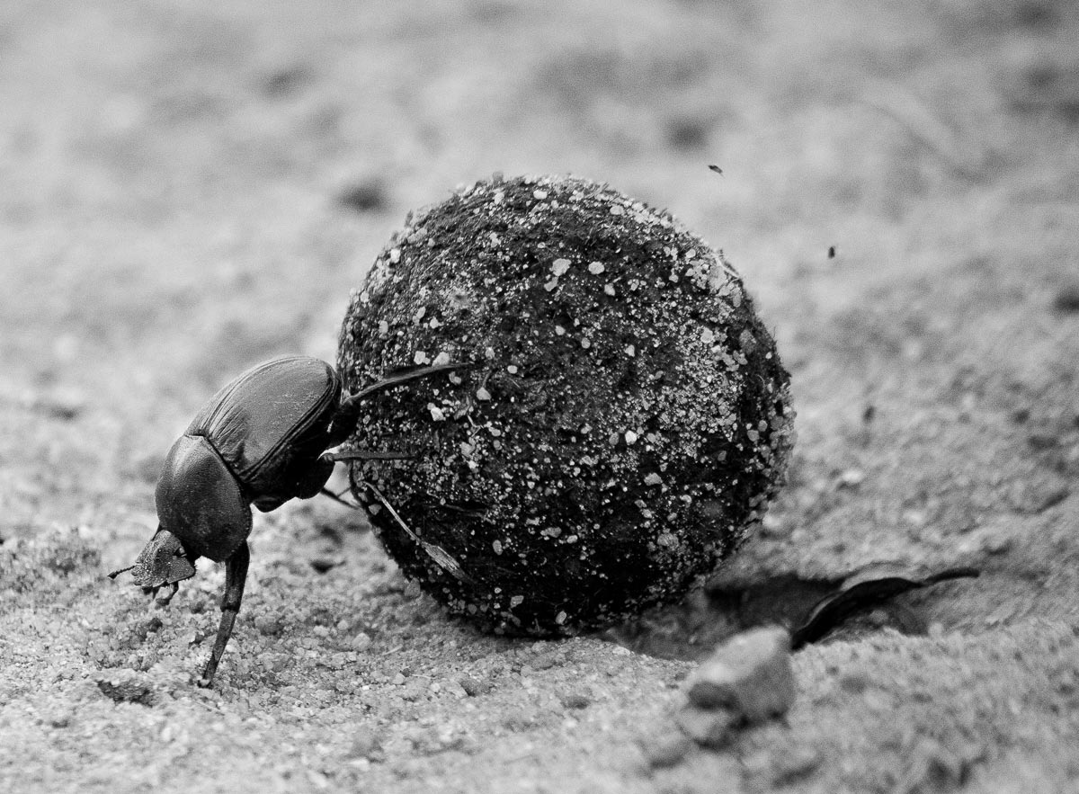 Wild Facts Sabi Sabi Private Game Reserve | Dung Beetles