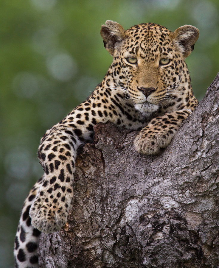Wild Facts Sabi Sabi Private Game Reserve | Functional evolution in animals