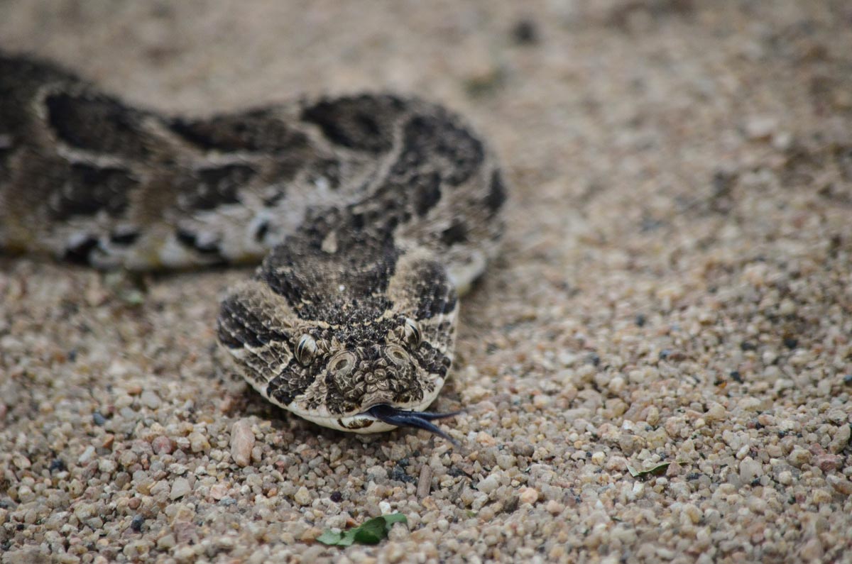 Wild Facts Sabi Sabi Private Game Reserve | Puff Adder