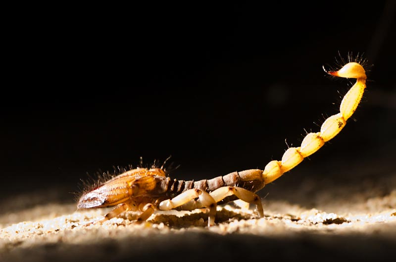 Wild Facts Sabi Sabi Private Game Reserve | Scorpions