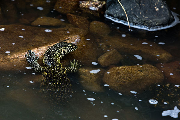 Wild Facts Sabi Sabi Private Game Reserve | Water Monitor