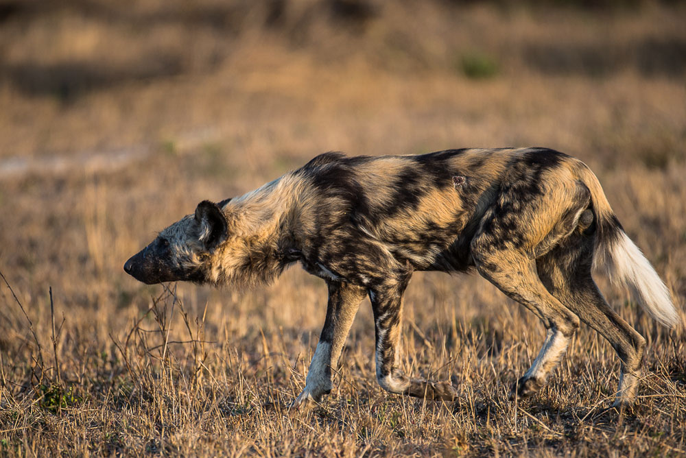 African Wild Dog Hunting Impala