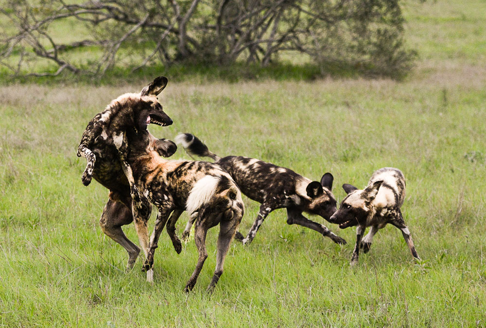 African Wild Dog Prey