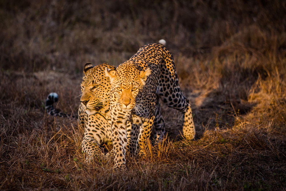 Wild Facts Sabi Sabi Private Game Reserve | The secrets behind the big ...