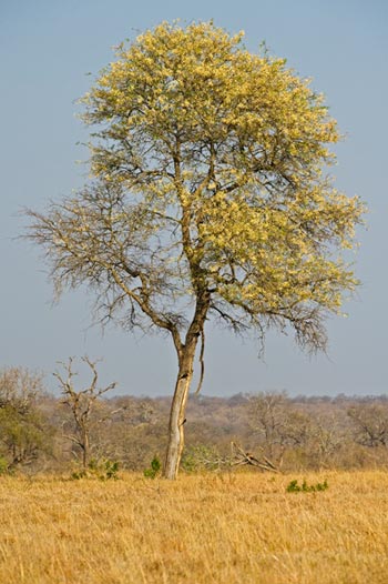 Wild Facts Sabi Sabi Private Game Reserve | Knob-Thorn Tree