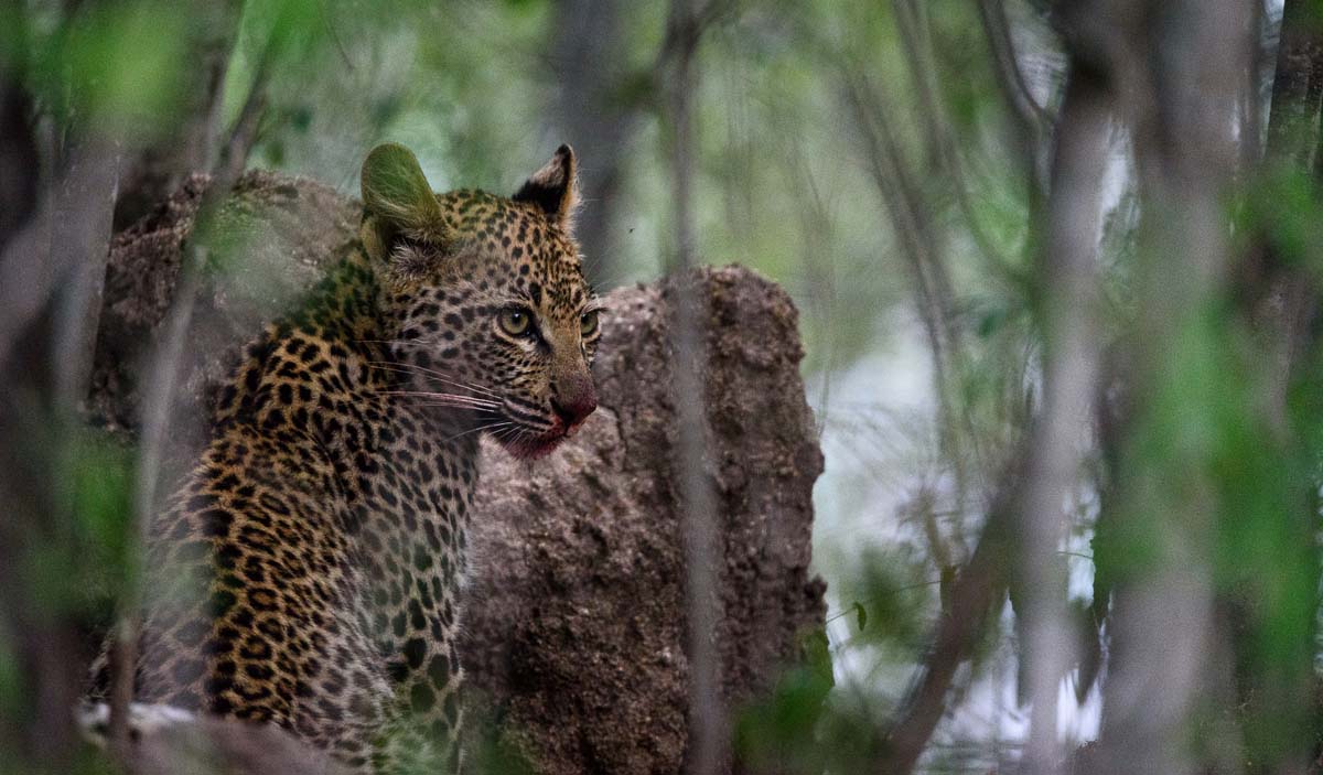 “Dirty” Portraits | Sabi Sabi