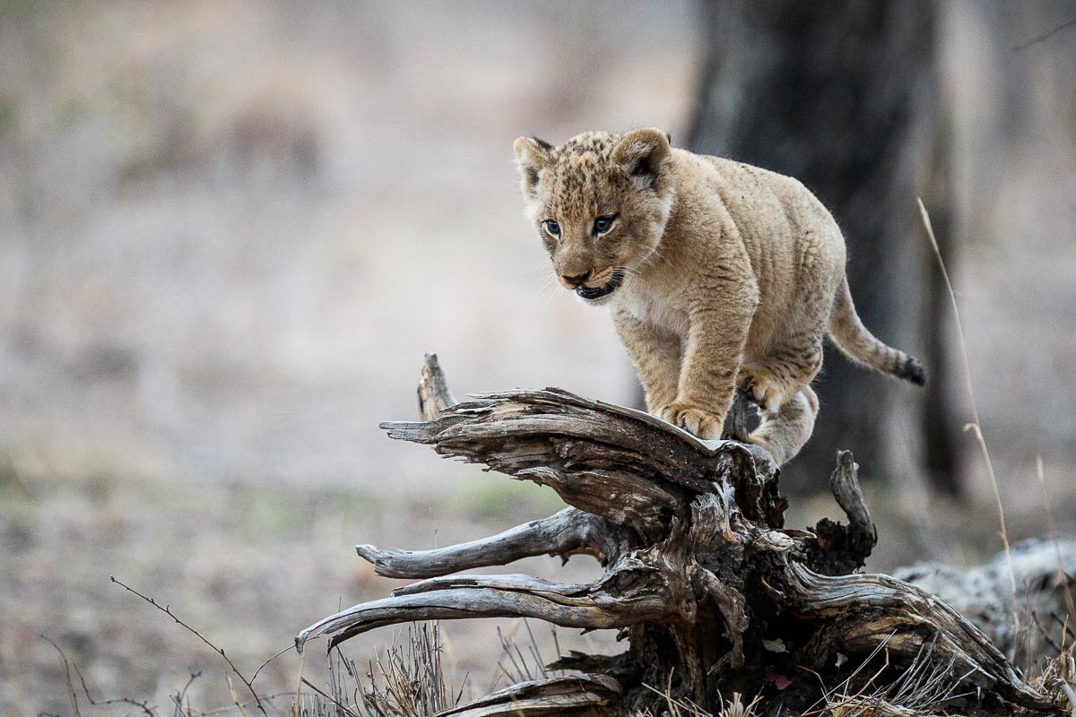 Photography at High ISO’s | Sabi Sabi