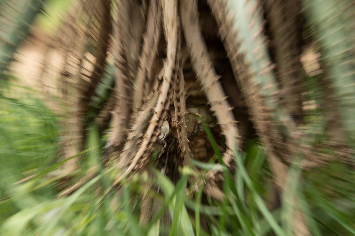 Radial Zoom in camera – Part 1 | Sabi Sabi