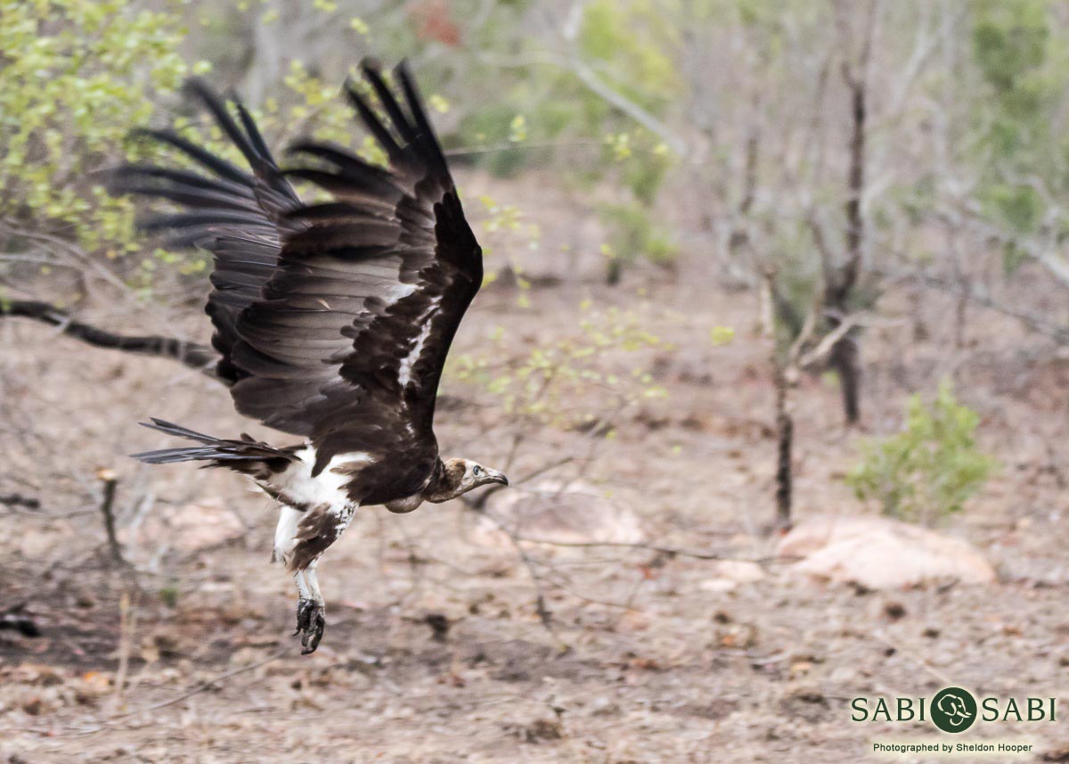 Freezing Action | Sabi Sabi