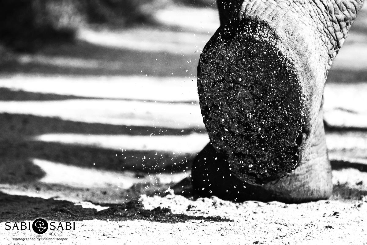 Freezing Action | Sabi Sabi