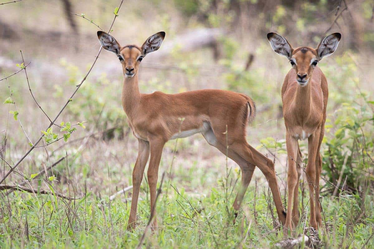 Embrace the sun | Sabi Sabi