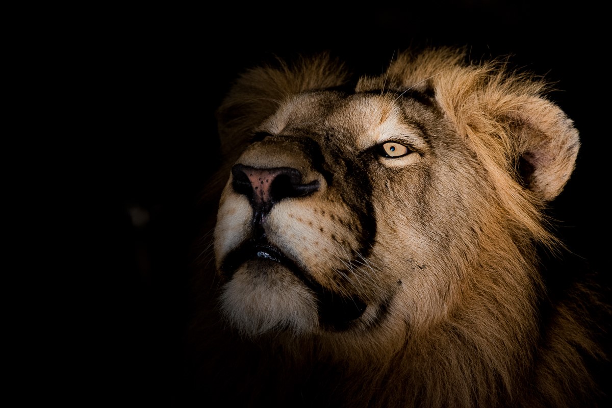 Explore - History | Sabi Sabi™